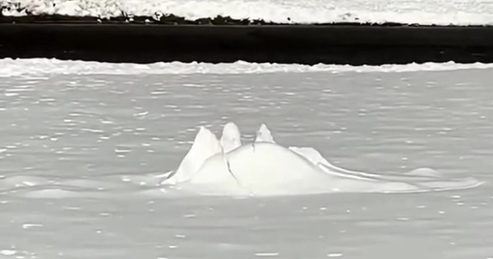 En dan zie je plots iets omhoogkomen uit de sneeuw: "Wat is dat in ...