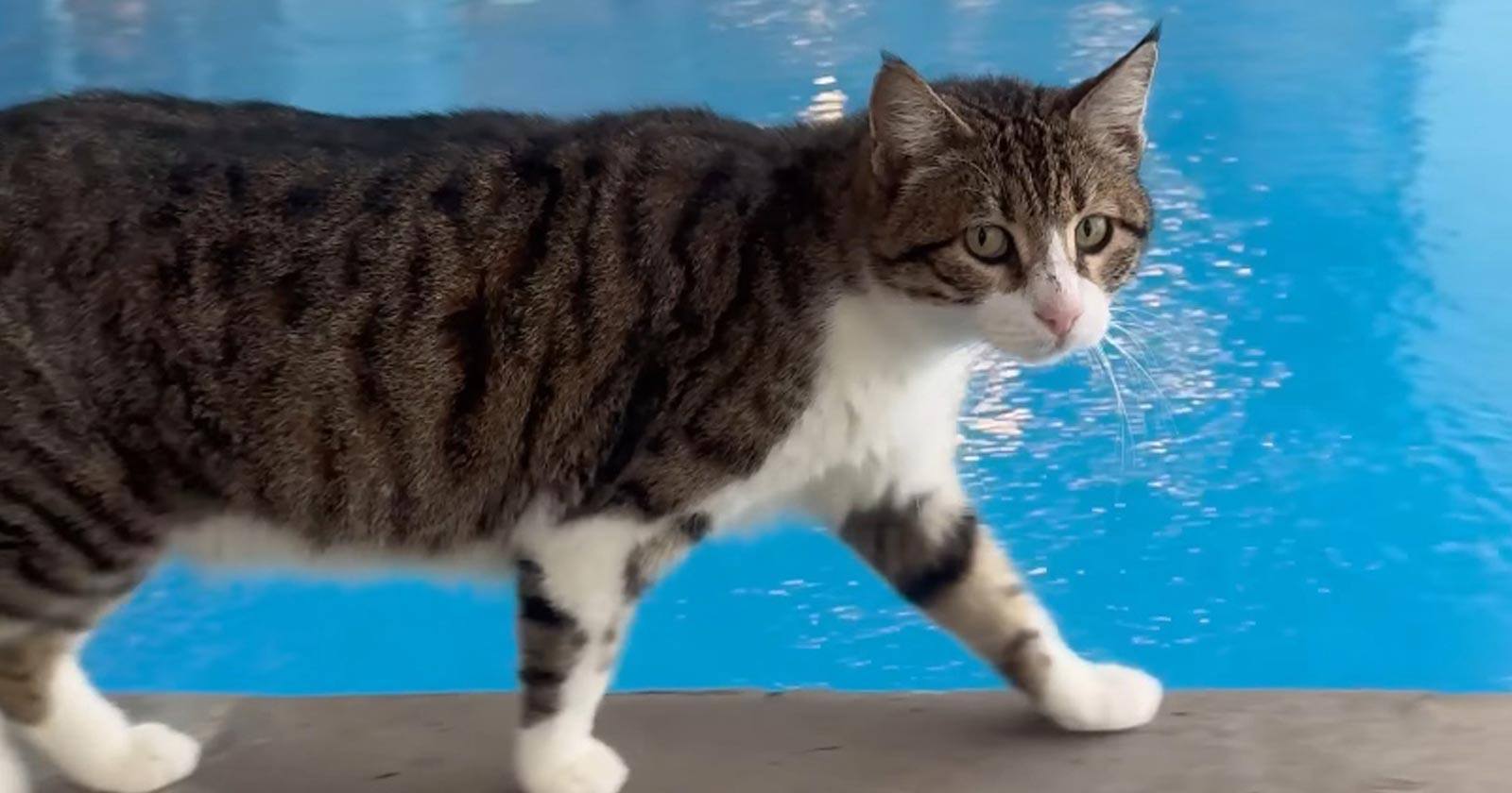 Kat paradeert langs zwembad, maar dan gaat het mis… (video) - Zita